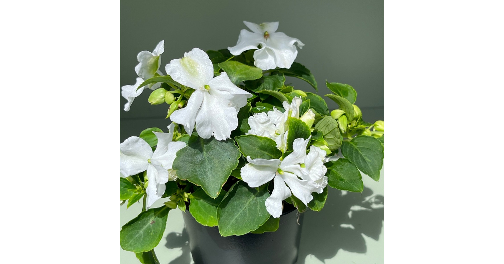 Pistike csomag - fehér - 3db - Parti Kertészet